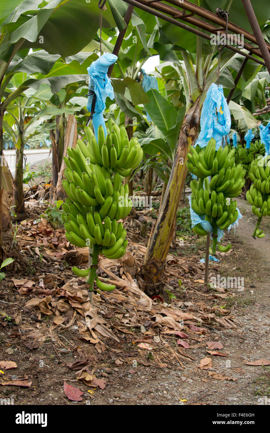 Guatemala, Izabal, Quirigua banana plantation. Bunches of bananas ...