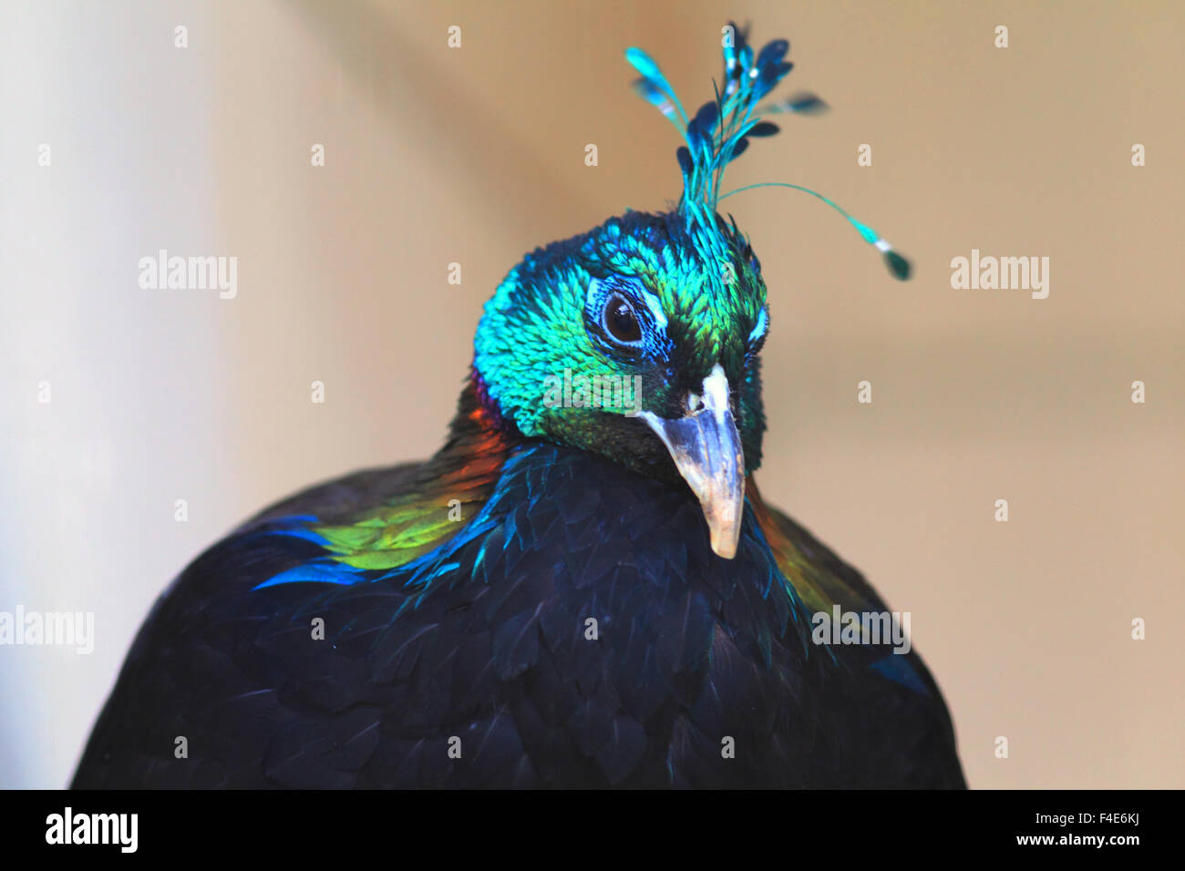 Himalayan Monal (Lophophorus impejanus Stock Photo - Alamy