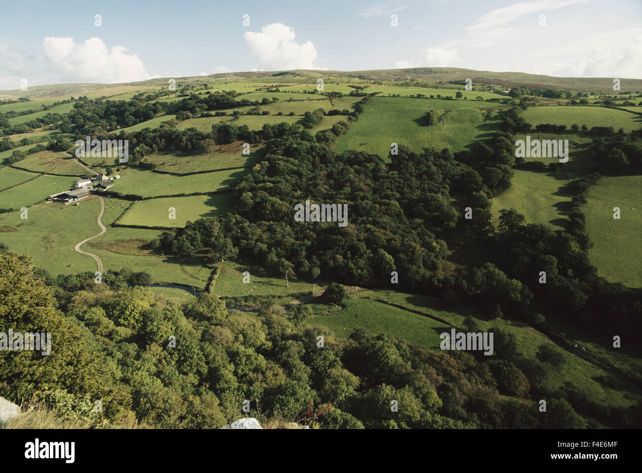 Wales, Carmarthen, Cennen river (Afon Cennen), tree area (Large format ...