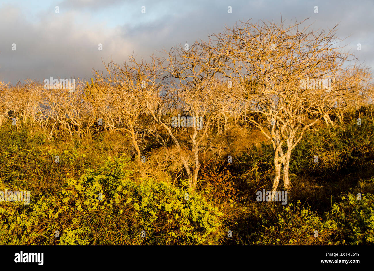 Galapagos Islands, Ecuador, Floreana Island. Trees in evening light ...