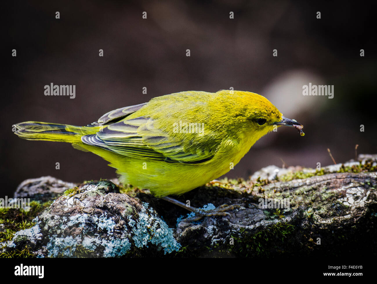 Galapagos Islands, Ecuador, Isabela Island, Sierra Negra. Galapagos ...