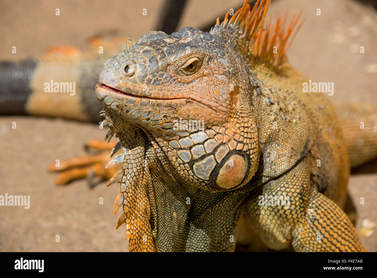 Honduras, Honduran Bay Islands, Roatan, Iguana Farm. Wild Green iguana ...