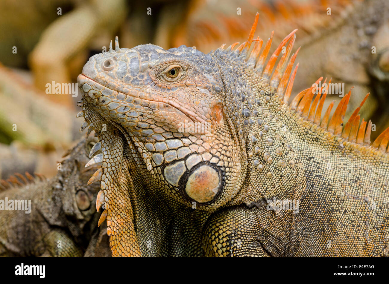 Honduras, Honduran Bay Islands, Roatan, Iguana Farm. Wild Green iguanas ...