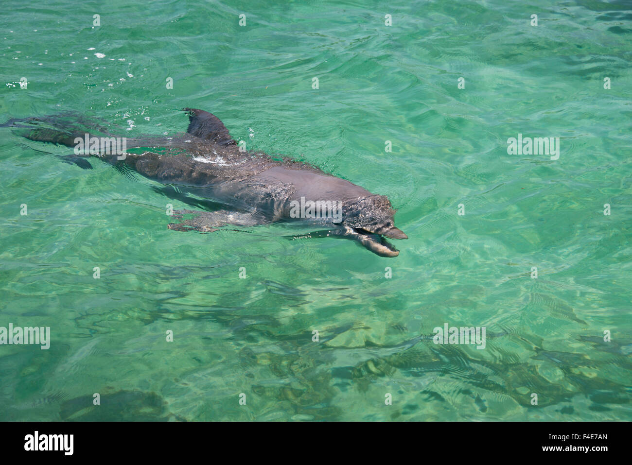 Honduras, Honduran Bay Islands, Roatan, Sandy Bay. Anthony's Key ...