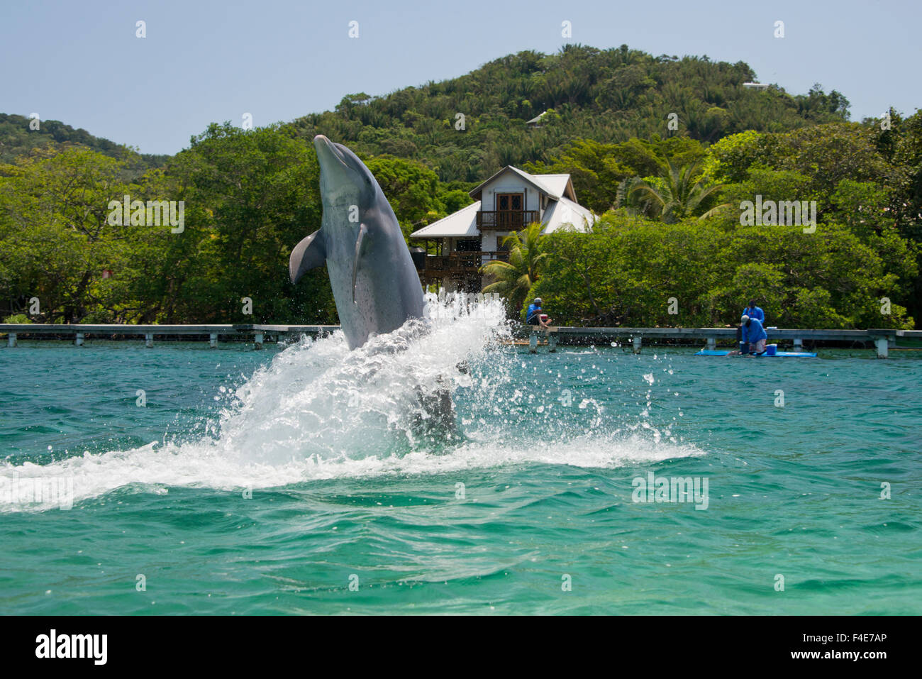 Honduras, Honduran Bay Islands, Roatan. Anthony's Key dolphin show ...