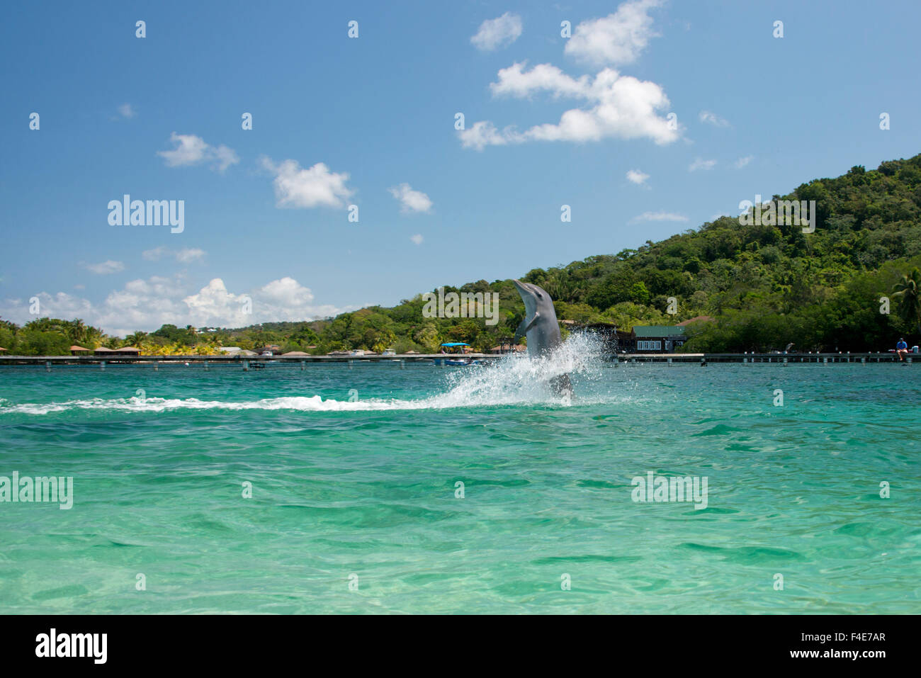 Honduras, Honduran Bay Islands, Roatan. Anthony's Key dolphin show ...