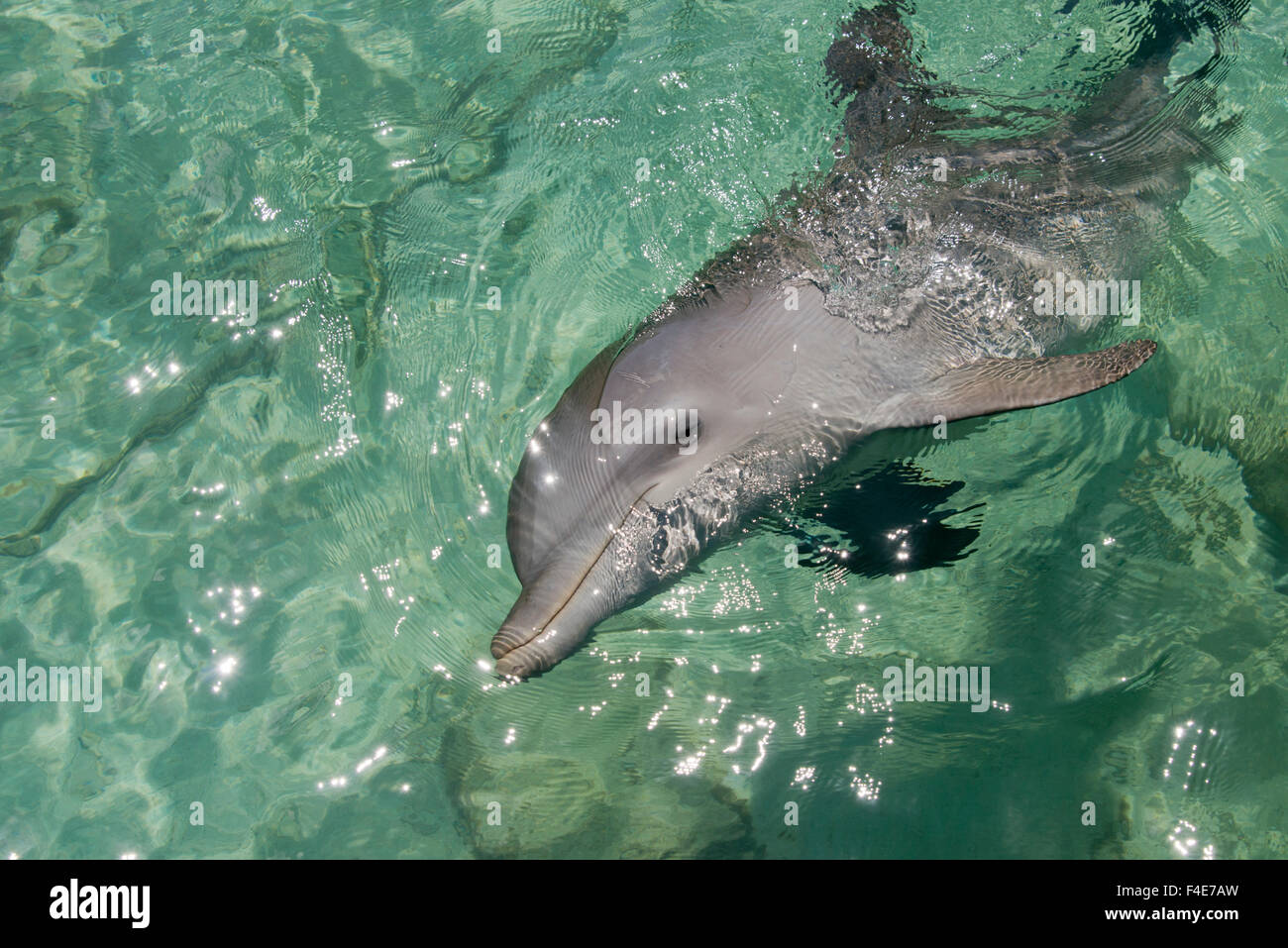 Honduras, Honduran Bay Islands, Roatan. Anthony's Key, bottlenose ...