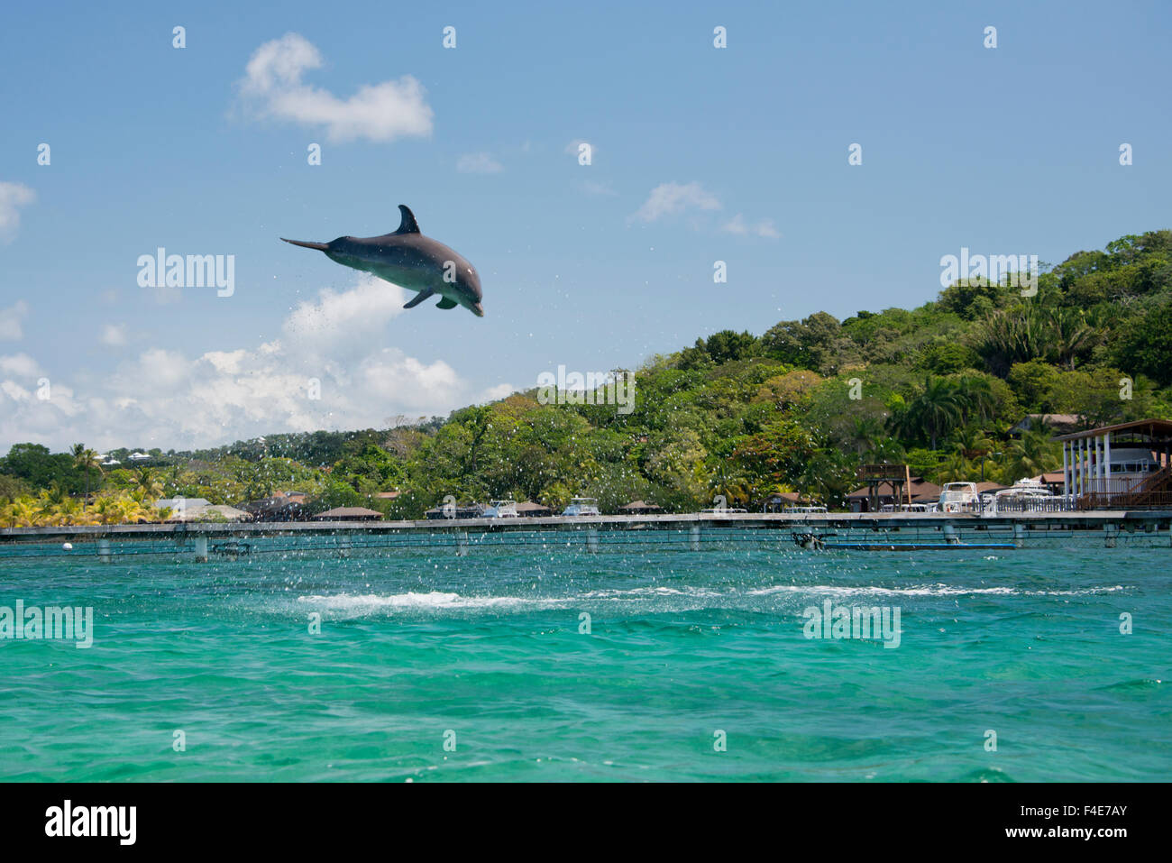 Honduras, Honduran Bay Islands, Roatan. Anthony's Key, bottlenose ...