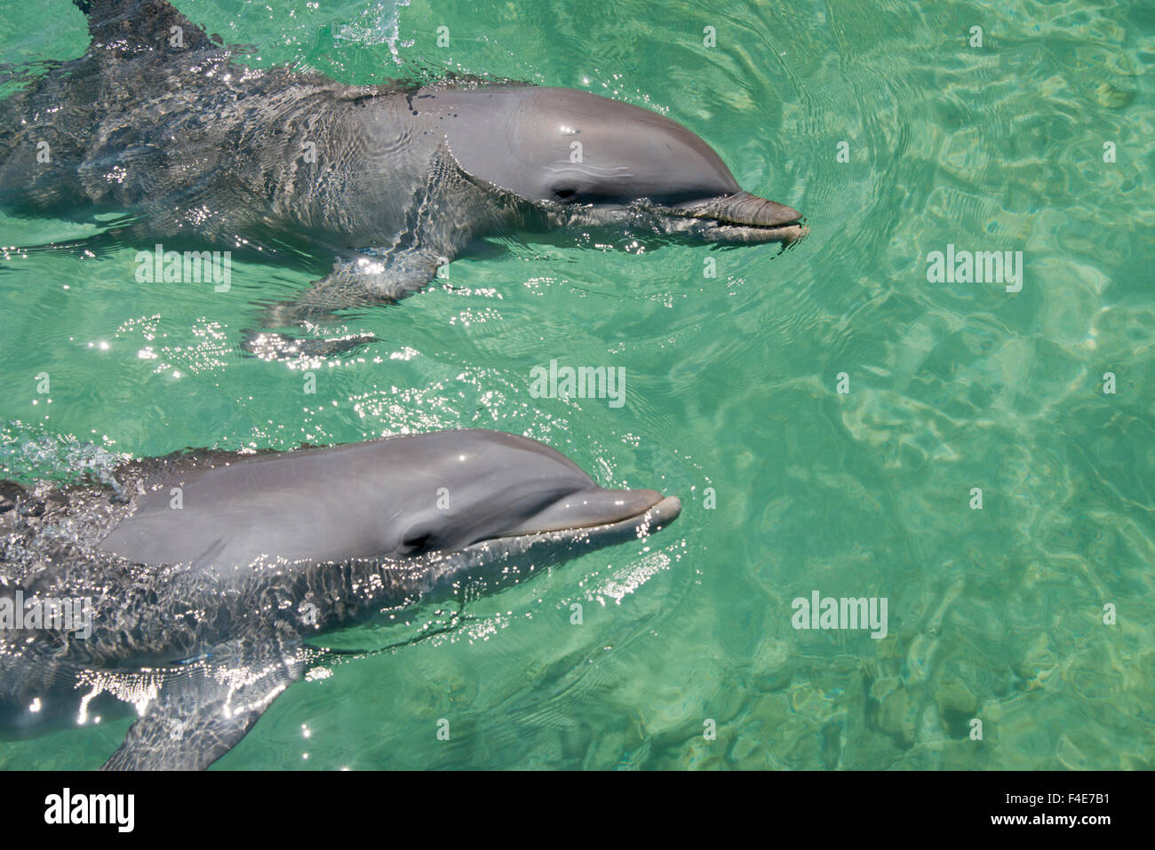 Honduras, Honduran Bay Islands, Roatan. Anthony's Key, pair of ...