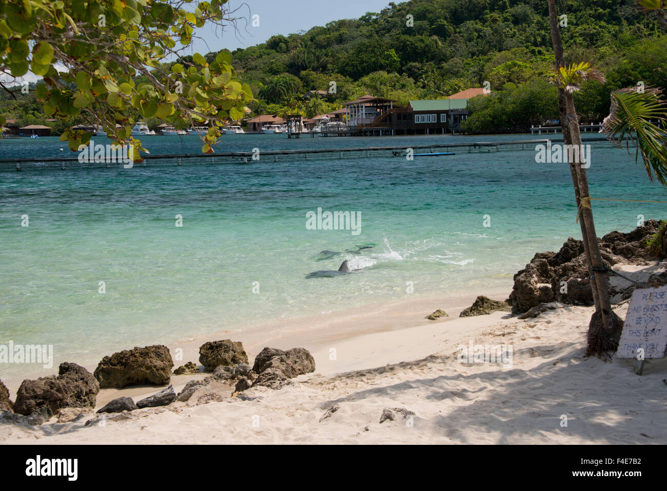 Honduras, Honduran Bay Islands, Roatan. Anthony's Key, pair of ...