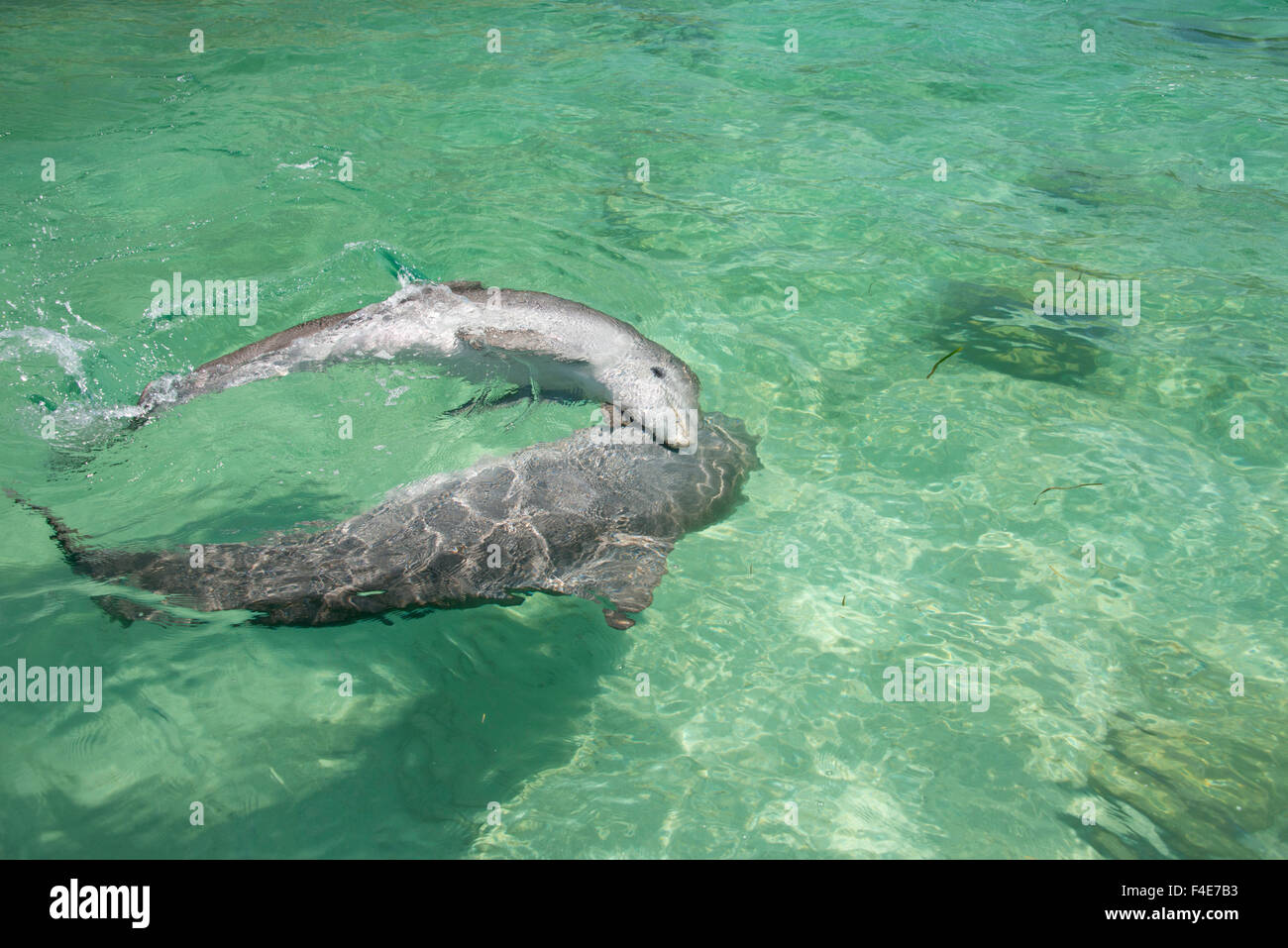 Honduras, Honduran Bay Islands, Roatan. Anthony's Key, pair of ...