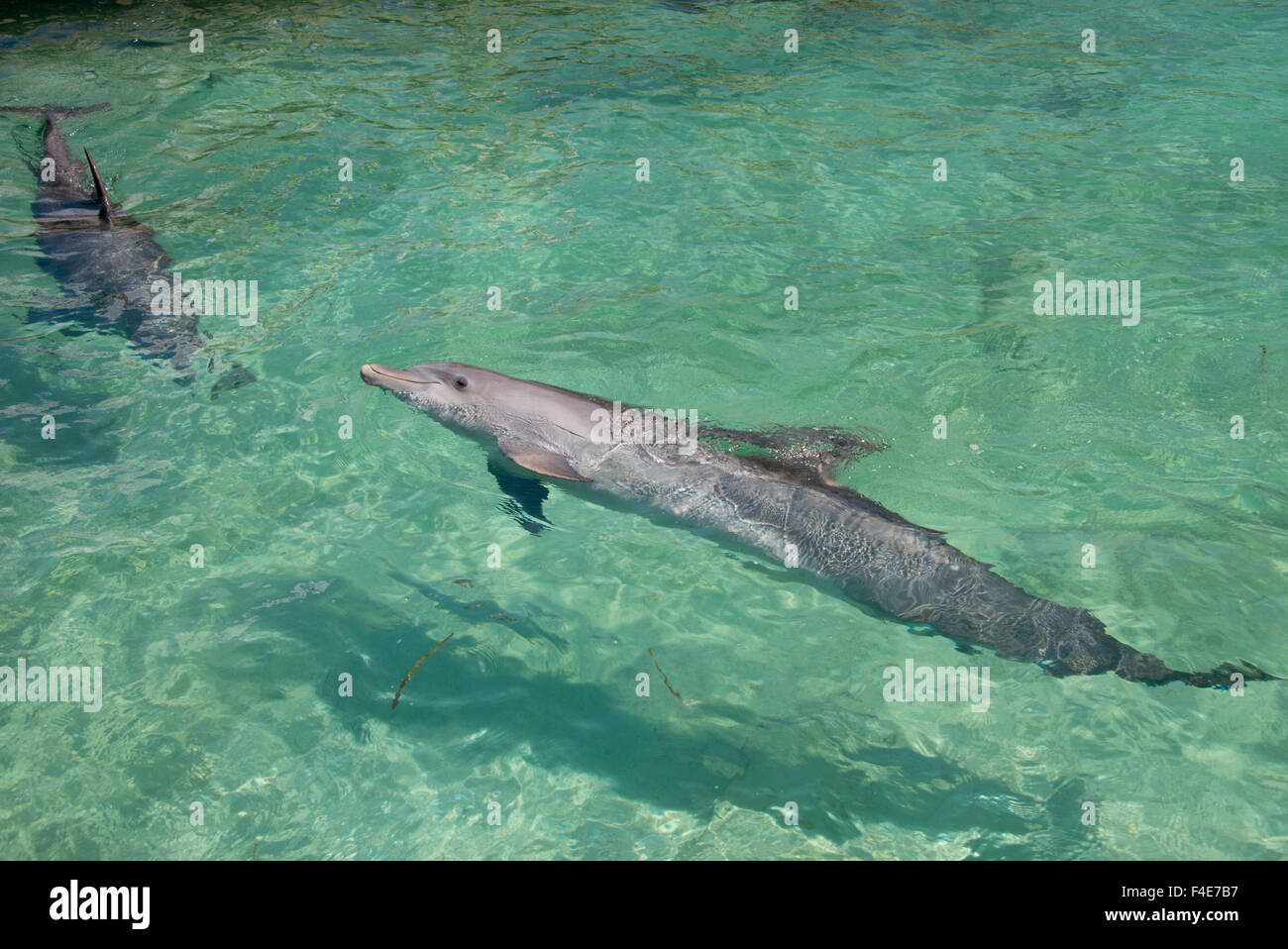 Honduras, Honduran Bay Islands, Sandy Bay. Roatan. Anthony's Key, pair ...