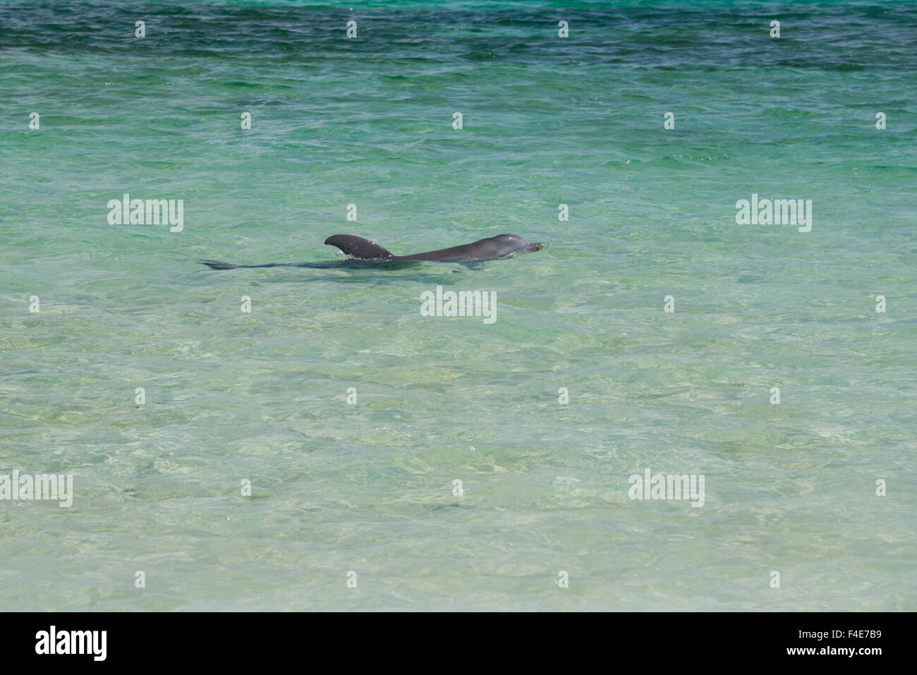 Honduras, Honduran Bay Islands, Roatan. Anthony's Key, bottlenose ...