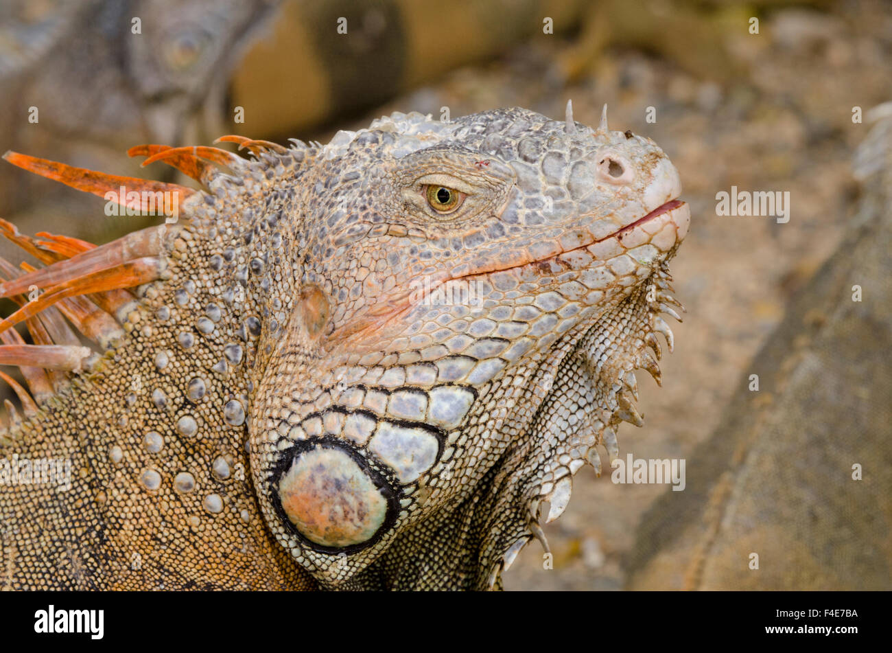 Honduras, Honduran Bay Islands, Roatan, Iguana Farm. Wild Green iguanas ...
