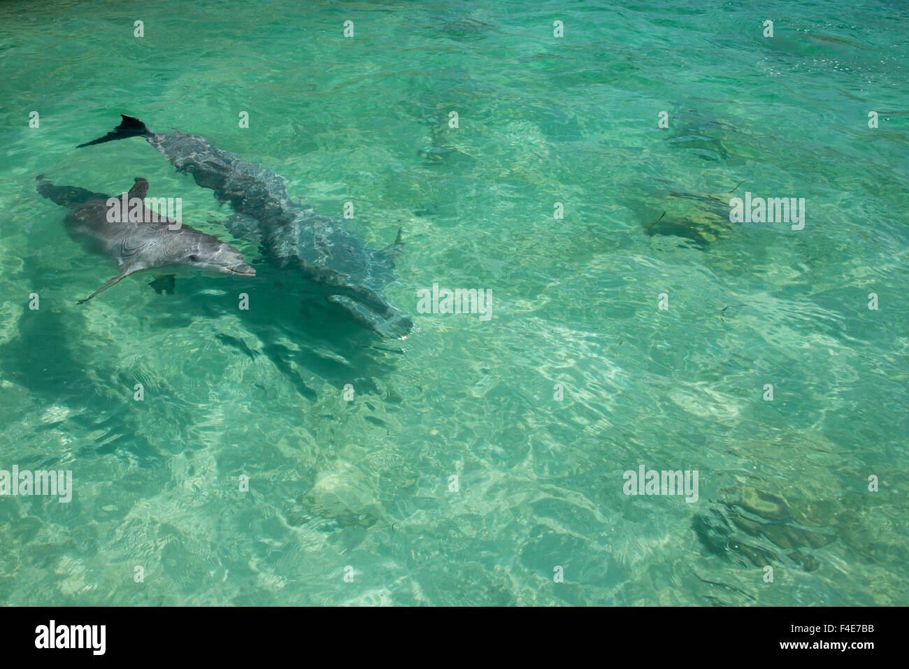 Honduras, Honduran Bay Islands, Roatan. Anthony's Key, pair of ...