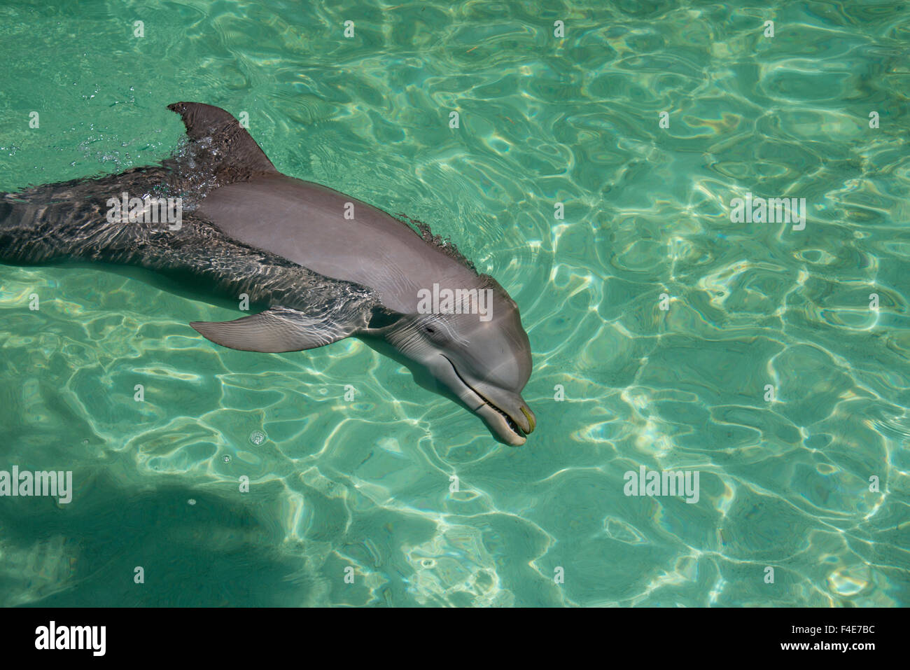 Honduras, Honduran Bay Islands, Roatan. Anthony's Key, bottlenose ...