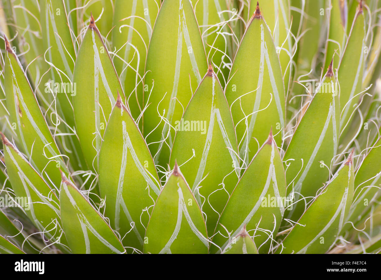 Mexico, San Miguel de Allende. Yucca plant close-up. Credit as: Don ...