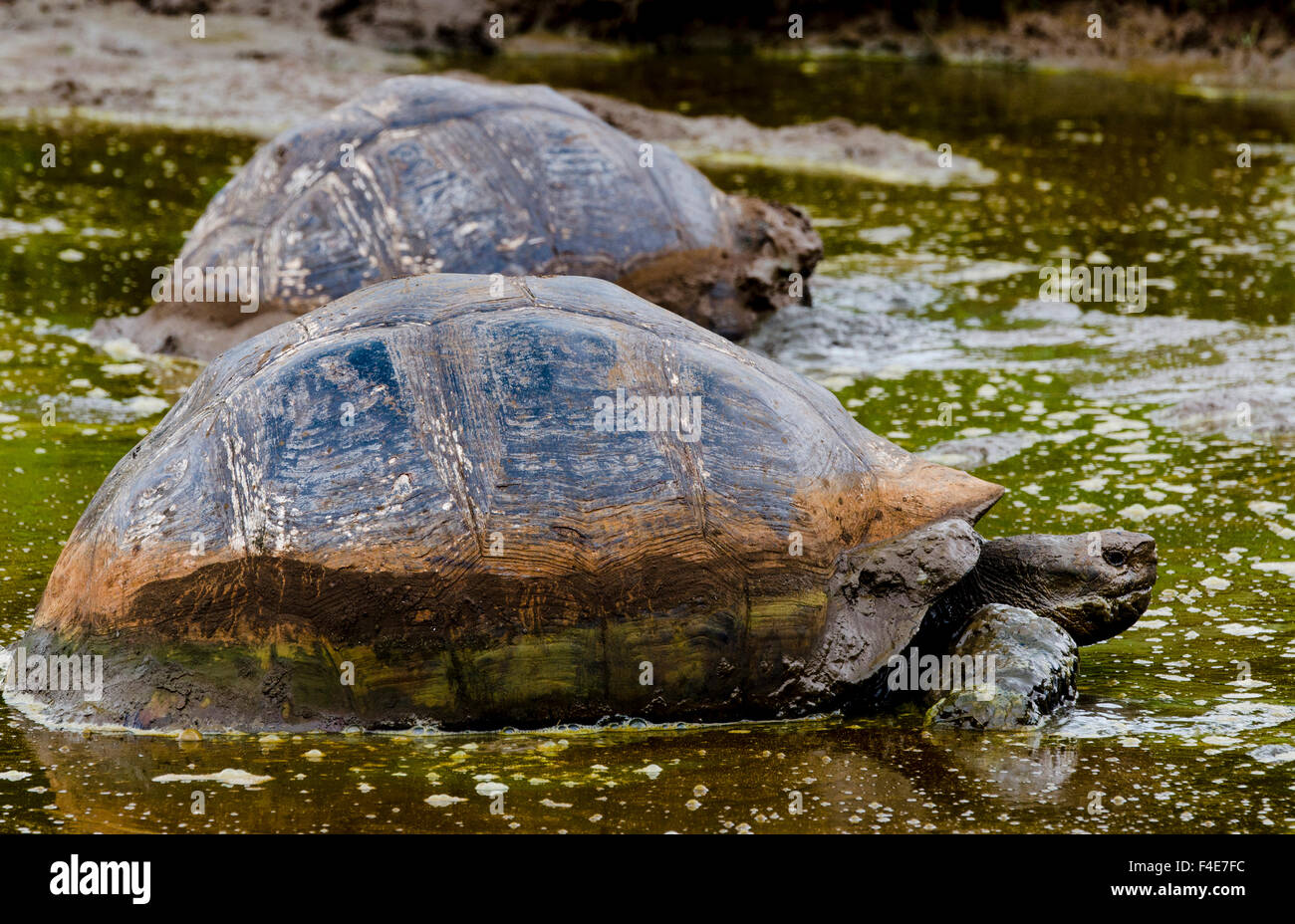 Galapagos Islands, Ecuador. Santa Cruz Island. Galapagos Giant ...