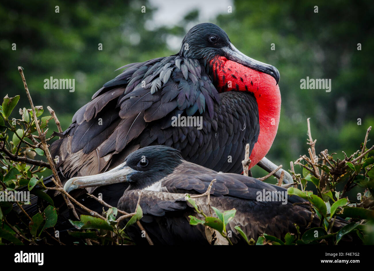 Ecuador nesting frigate bird pair hi-res stock photography and images ...