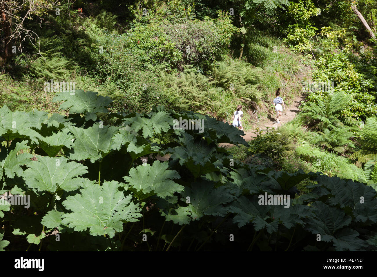 Cotehele, near Saltash, Cornwall, England, United Kingdom Stock Photo ...