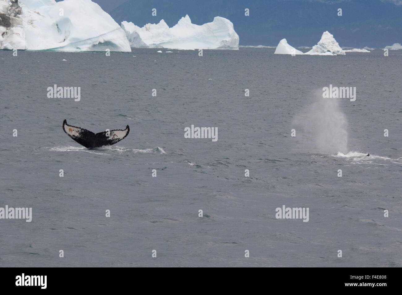 Greenland, Nuussuaq Peninsula, Qaasuitsup, Disko Bay near Saqqaq. Pair ...