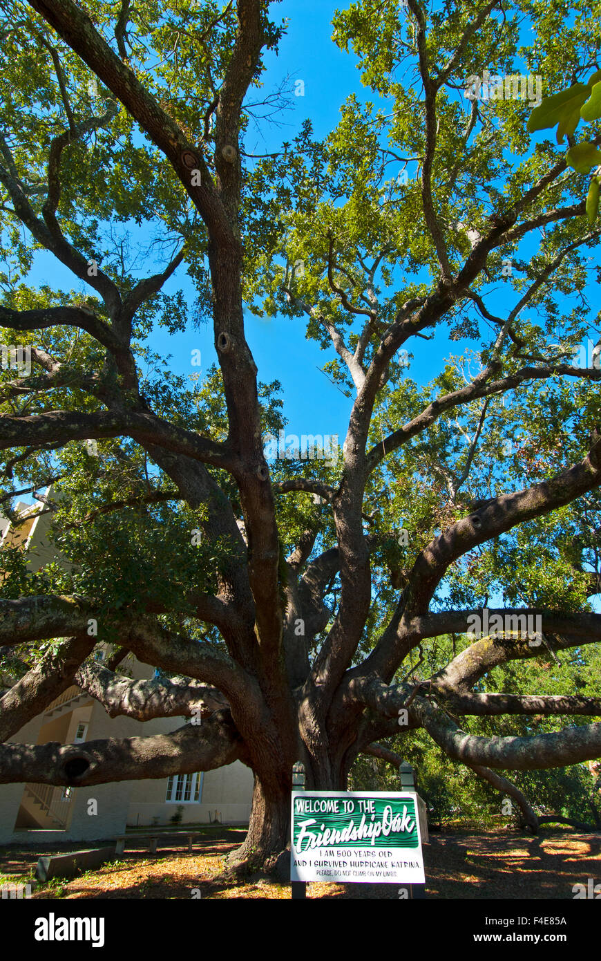 500 year old tree hi-res stock photography and images - Alamy