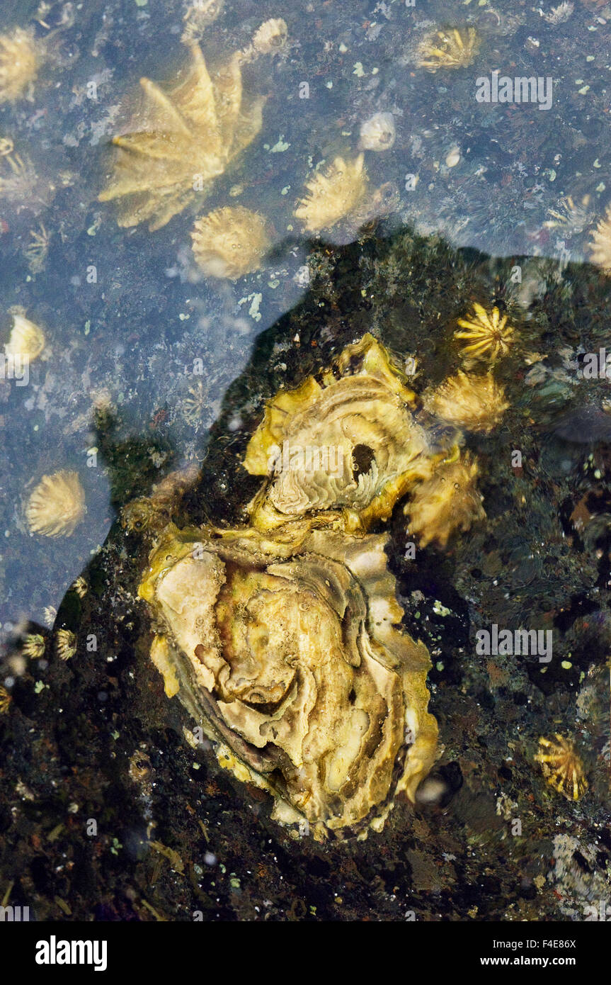 Central America, Panama, Pearl Islands. Clam shell and barnacles in ...