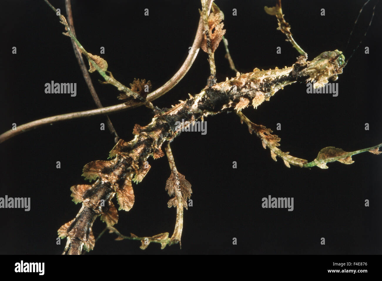 Panama, Central Panama, Barro Colorado Island, Camouflaged stick insect ...