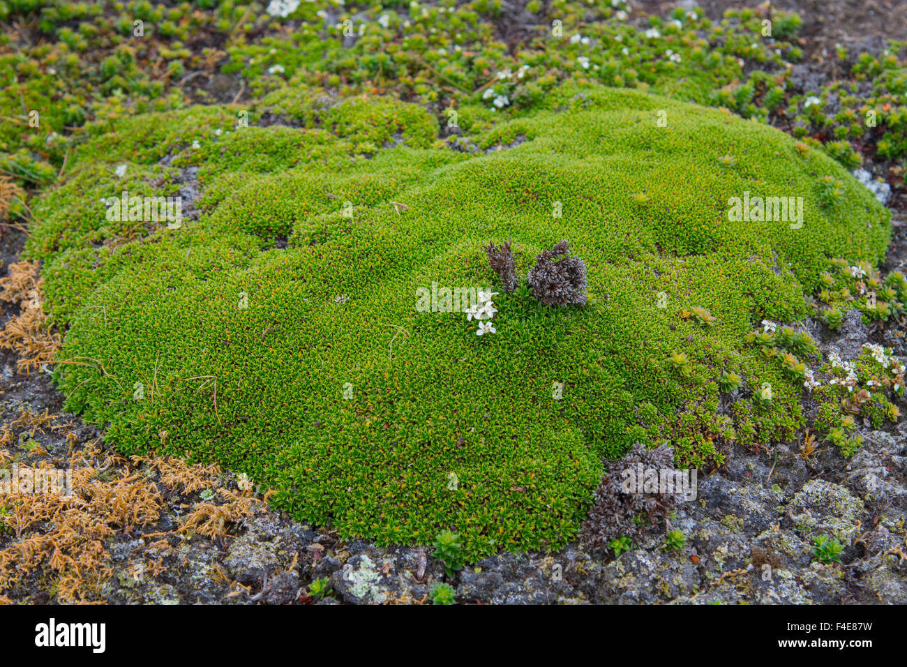 Falkland Islands. West Point Island. Moss campion Stock Photo - Alamy