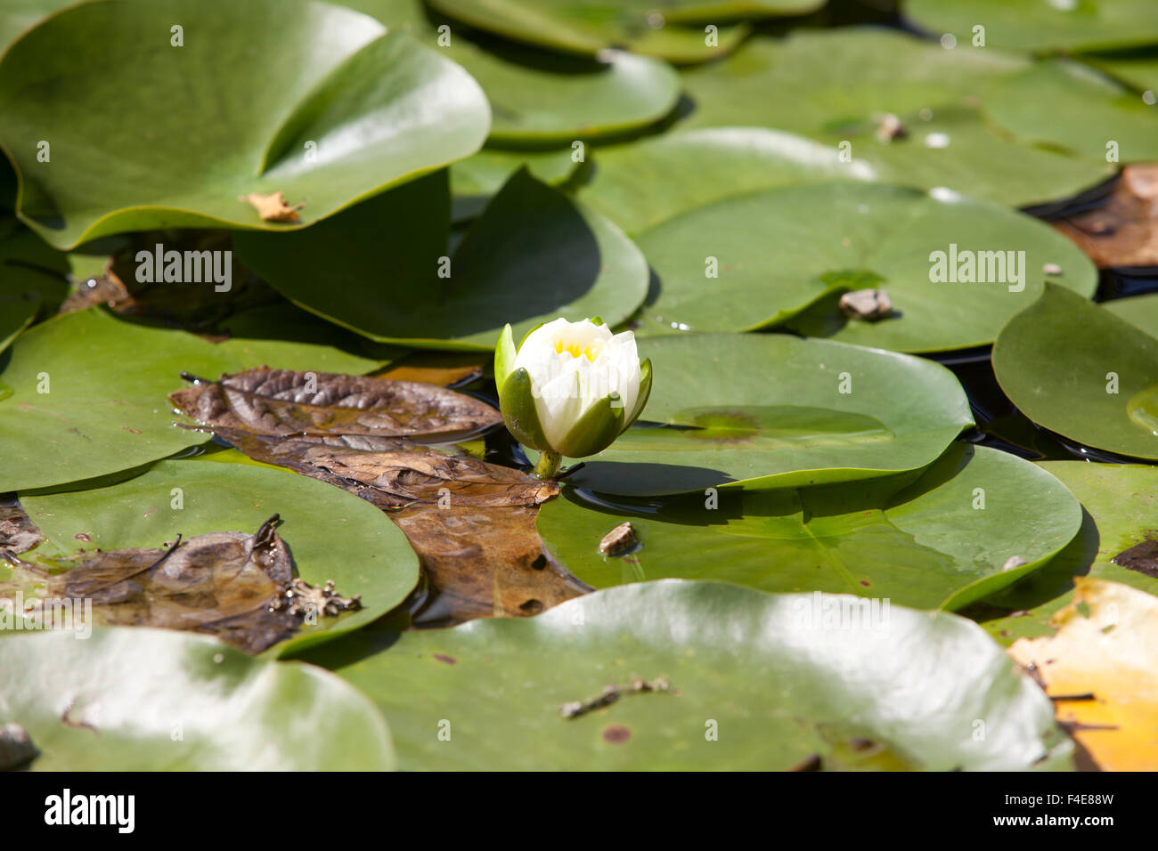 Cotehele, near Saltash, Cornwall, England, United Kingdom Stock Photo ...