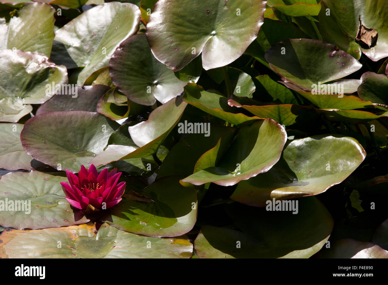 Cotehele, near Saltash, Cornwall, England, United Kingdom Stock Photo ...