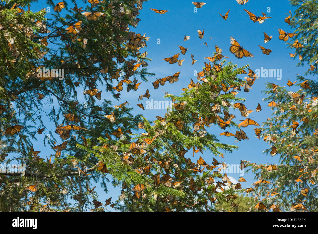 Monarch Butterflies swarming in Oyamel Trees, Cerro Pelon, (Machero ...
