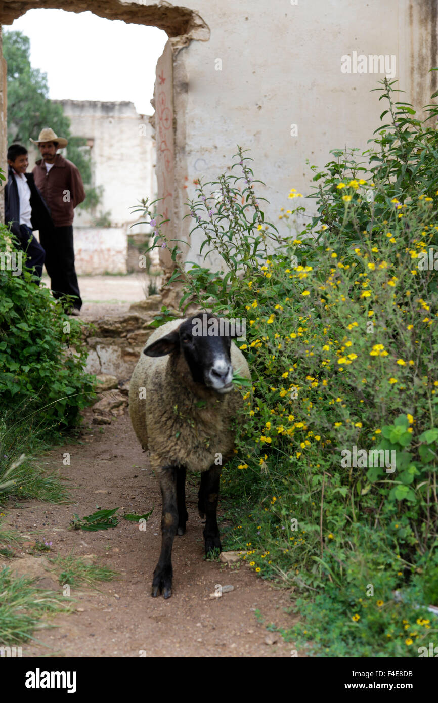 Shepard with his sheep, Pozos, Mexico Stock Photo - Alamy