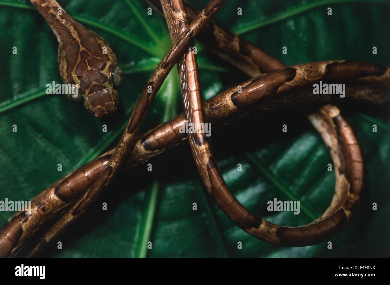 Panama, Central Panama, Barro Colorado Island, Elevated tree snake on ...
