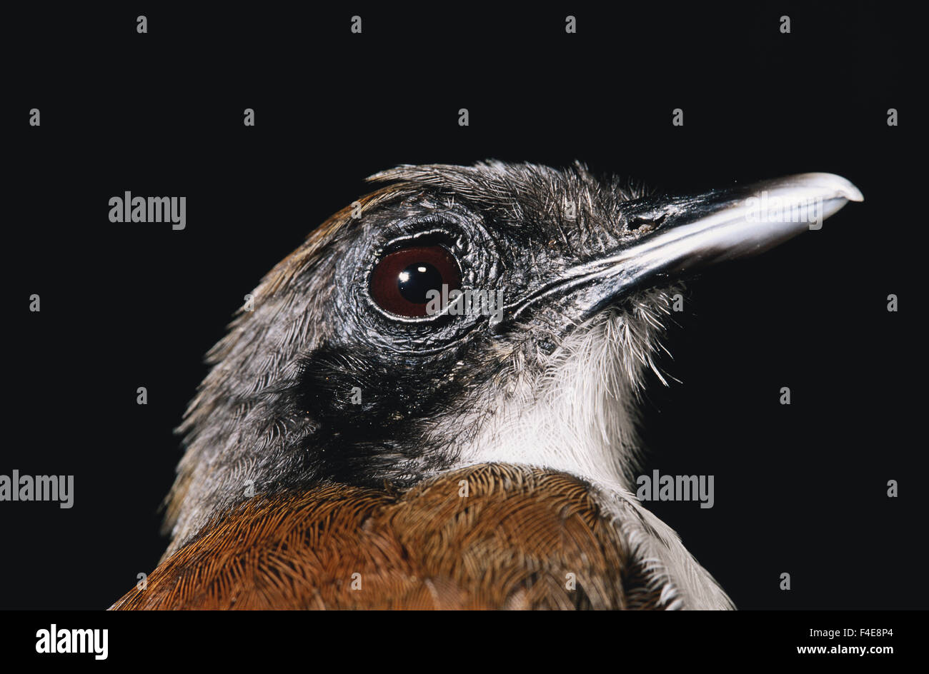 Panama, Central Panama, Barro Colorado Island, Profile Bicolored ...