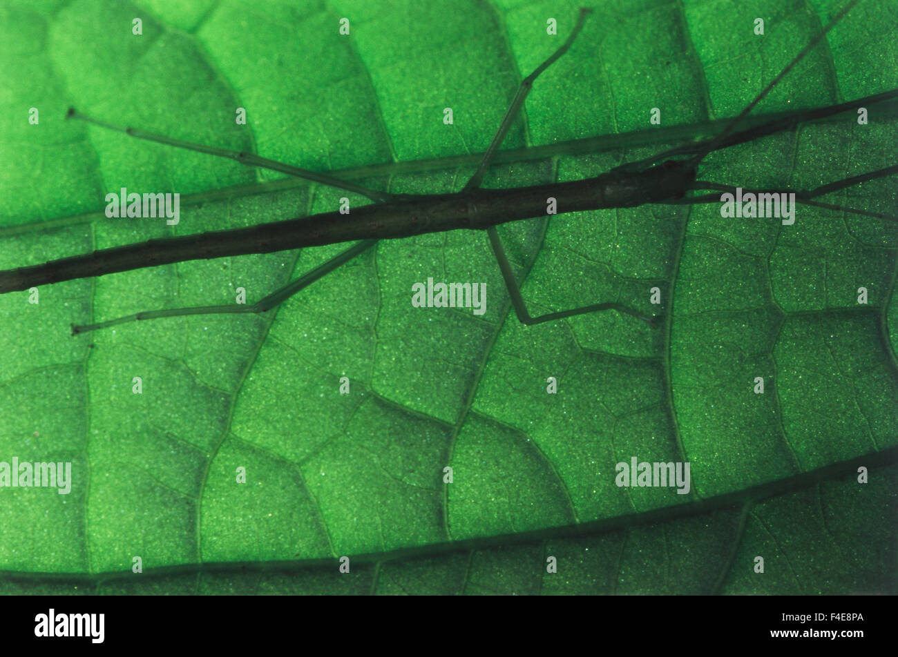 Panama, Central Panama, Barro Colorado Island, Young stick insect ...