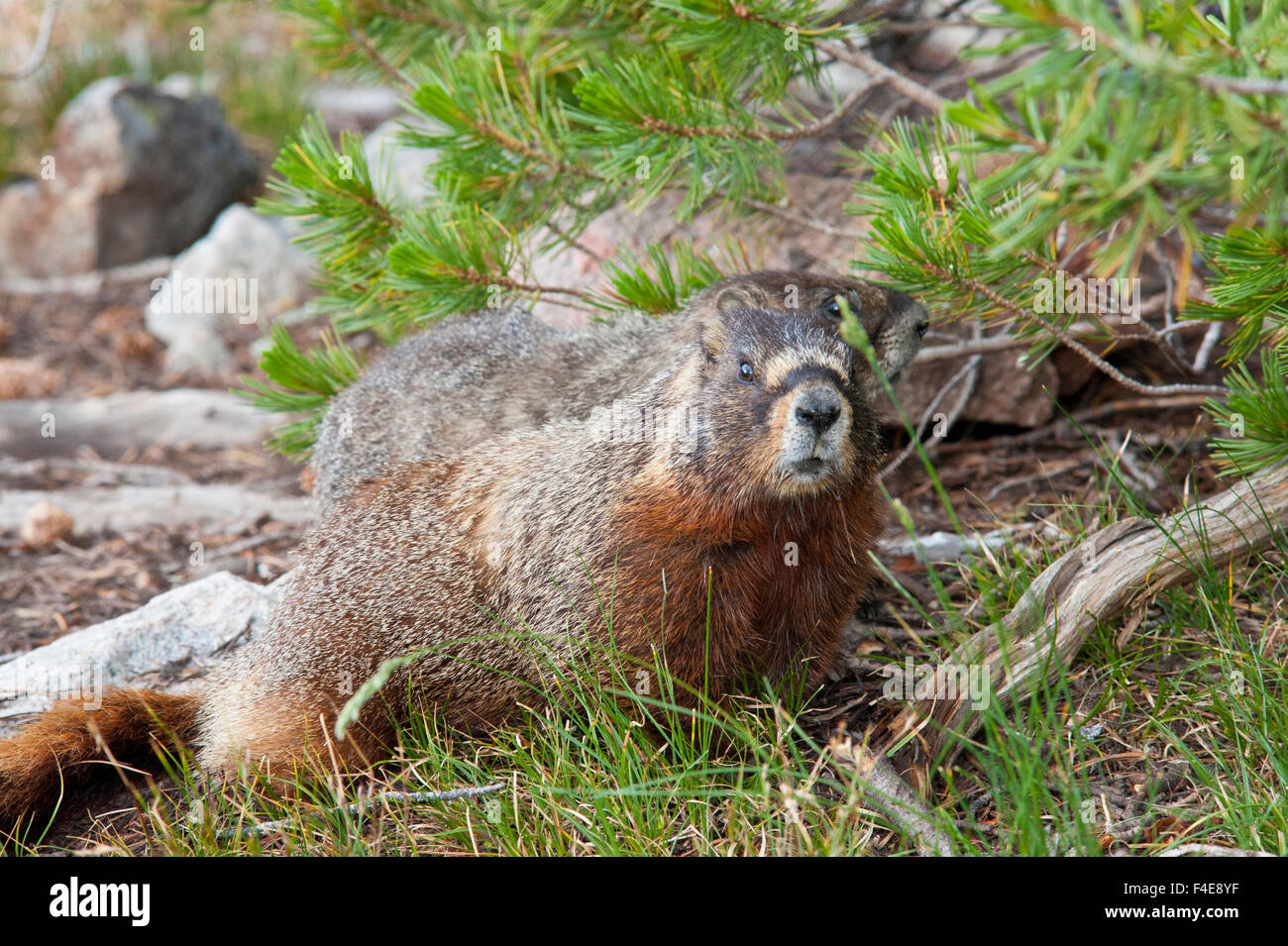 Hoary Marmot, Marmota caligata okanagana, largest North American Ground ...