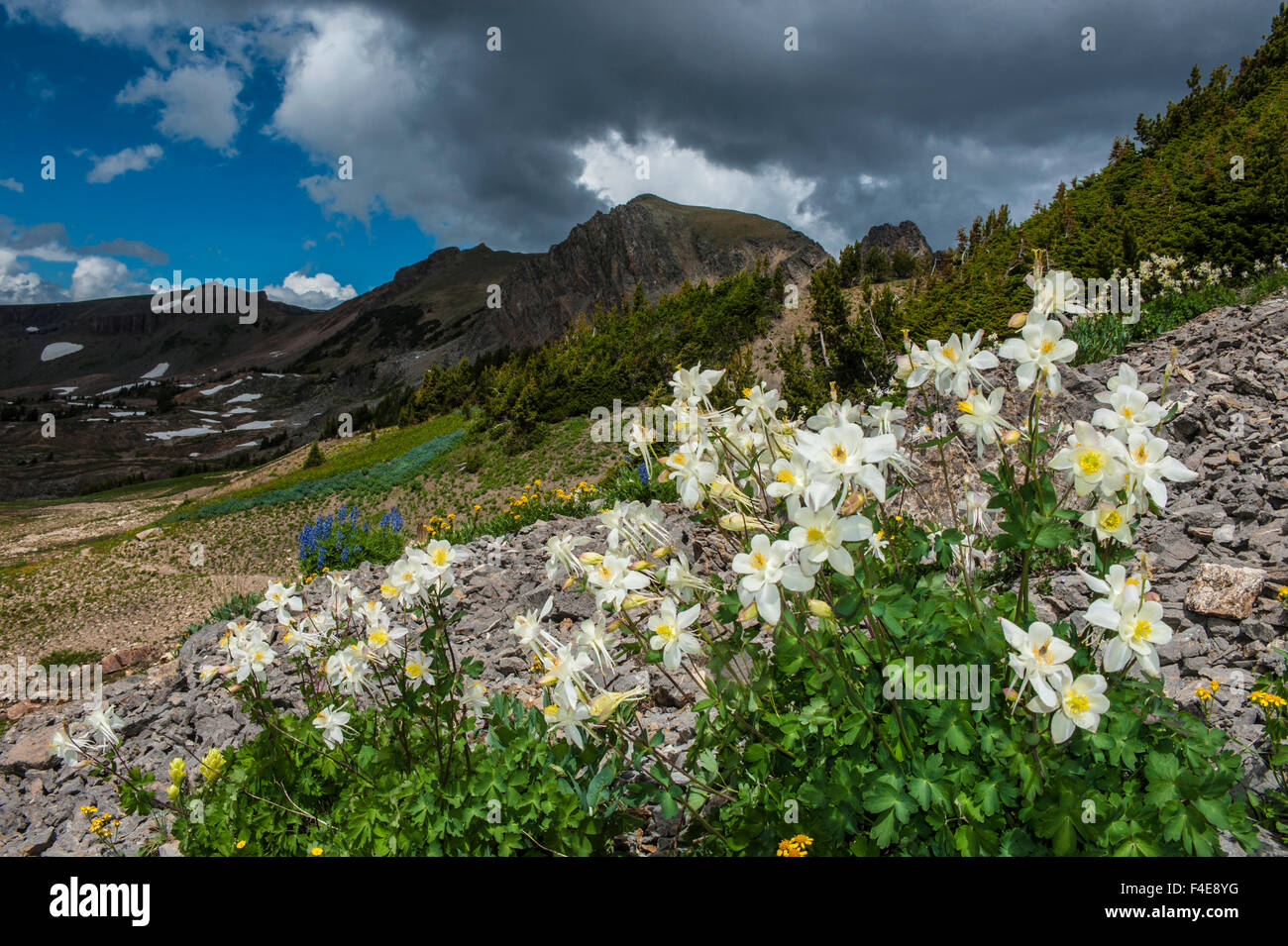 Coville's Columbine, Aquilegia pubescens, and Lupine growing in upper ...