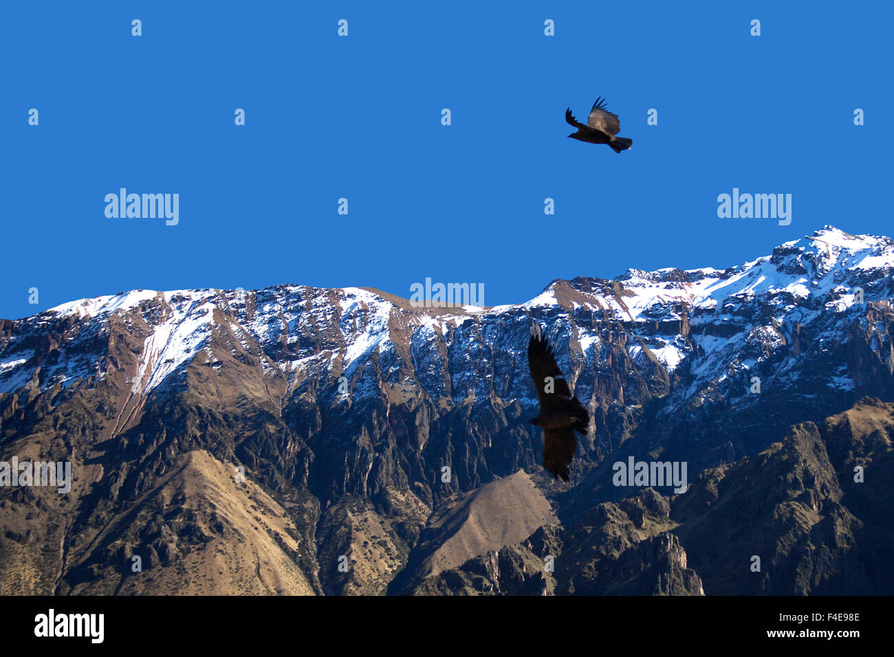South America, Peru, Colca Canyon. Andean Condors in flight Stock Photo ...