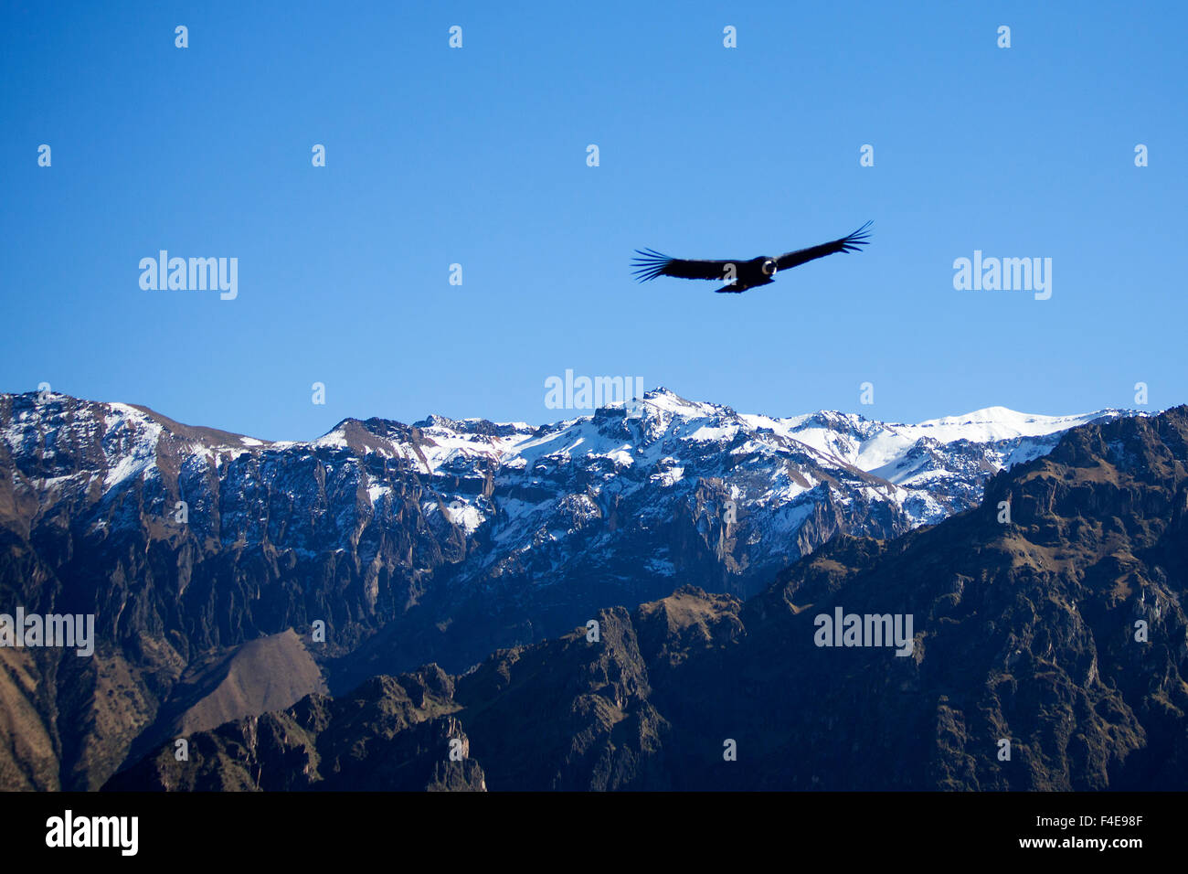 South America, Peru, Colca Canyon. Male Adult Andean Condor flies over ...