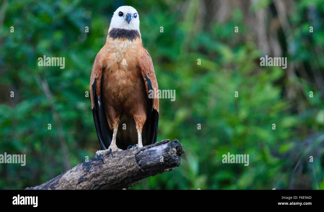 Black-Collared Hawk, Amazon basin, Peru Stock Photo - Alamy