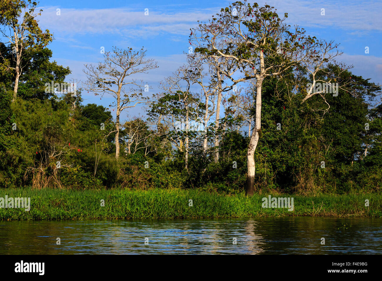 Foliage, Amazon basin, Peru Stock Photo - Alamy