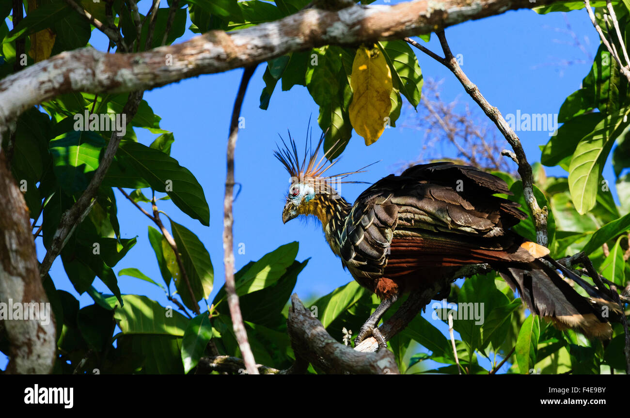 Hoatzin, a bird in the Amazon basin, Peru Stock Photo - Alamy