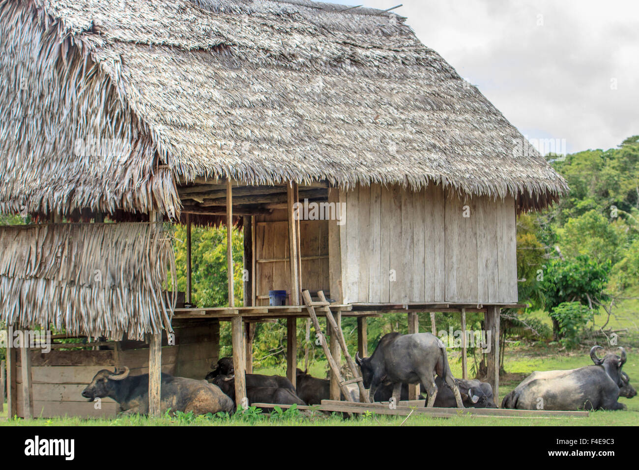 Housing, Amazon basin, Peru Stock Photo - Alamy