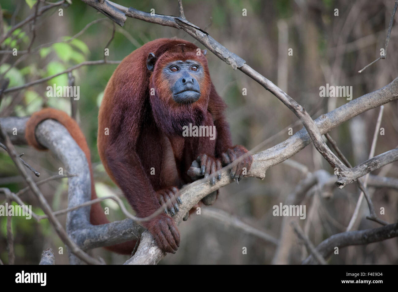 Red Howler Monkey, Amazon basin, Peru Stock Photo - Alamy