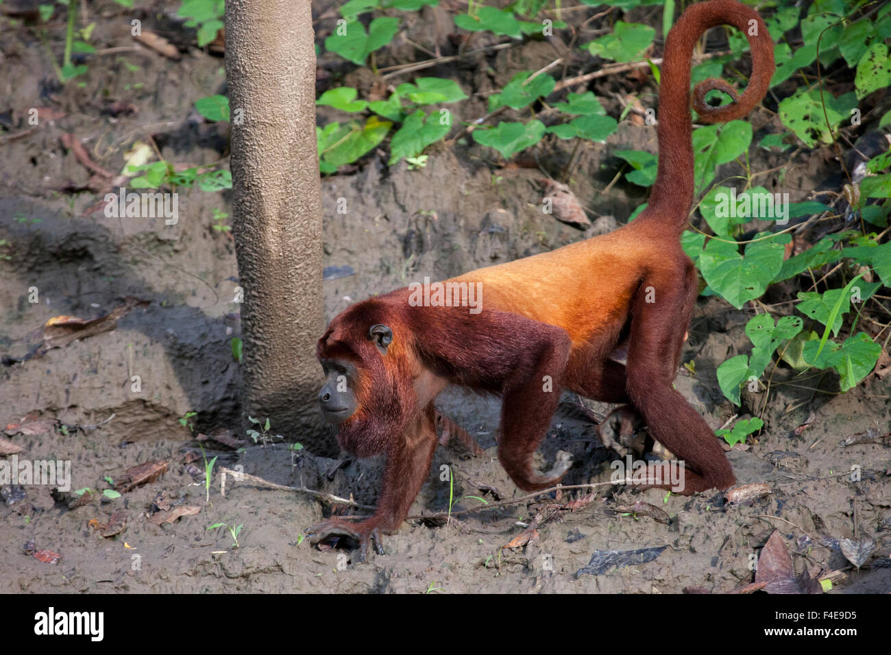 Red Howler Monkey, Amazon basin, Peru Stock Photo - Alamy