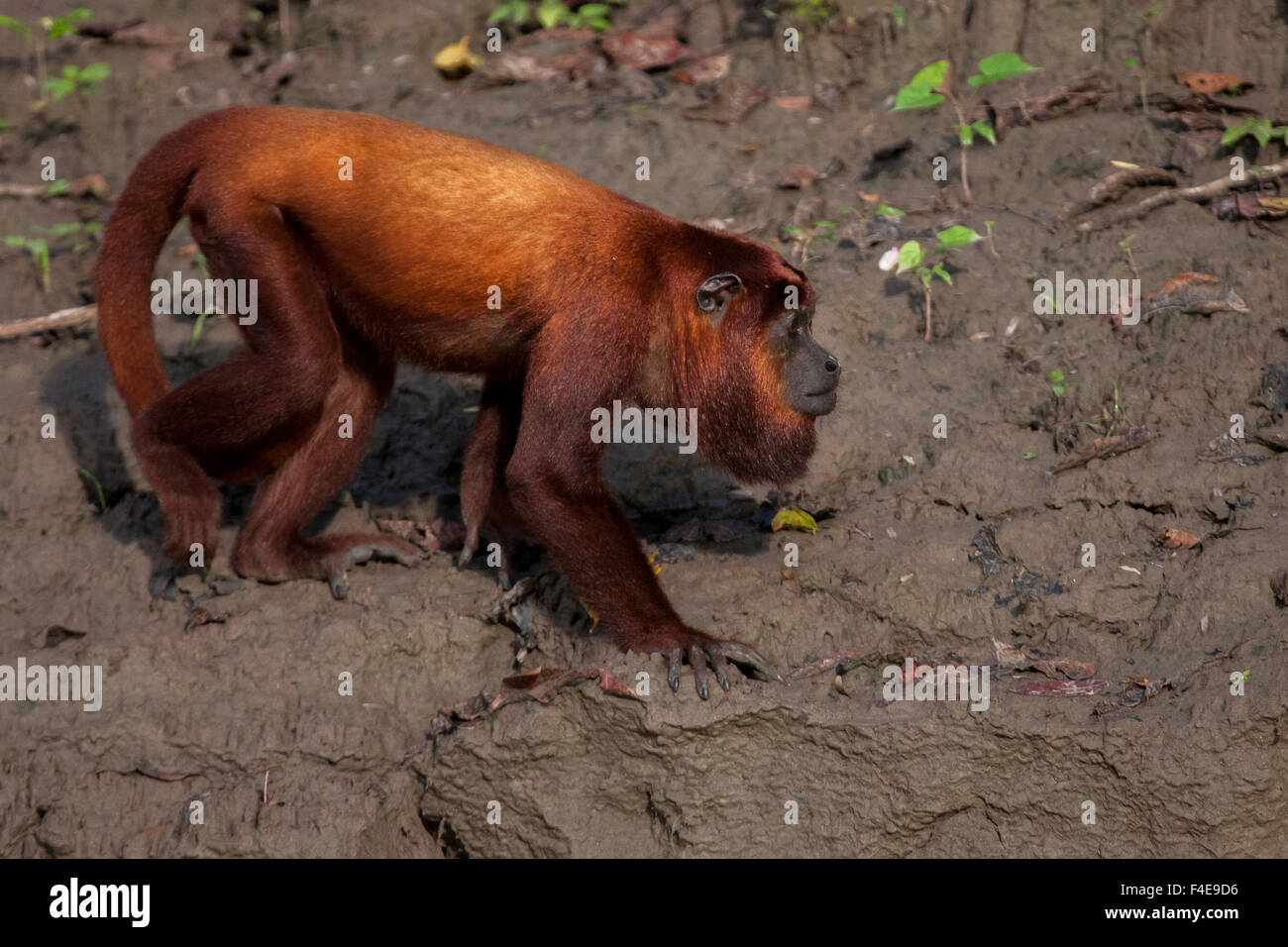 Red Howler Monkey, Amazon basin, Peru Stock Photo - Alamy