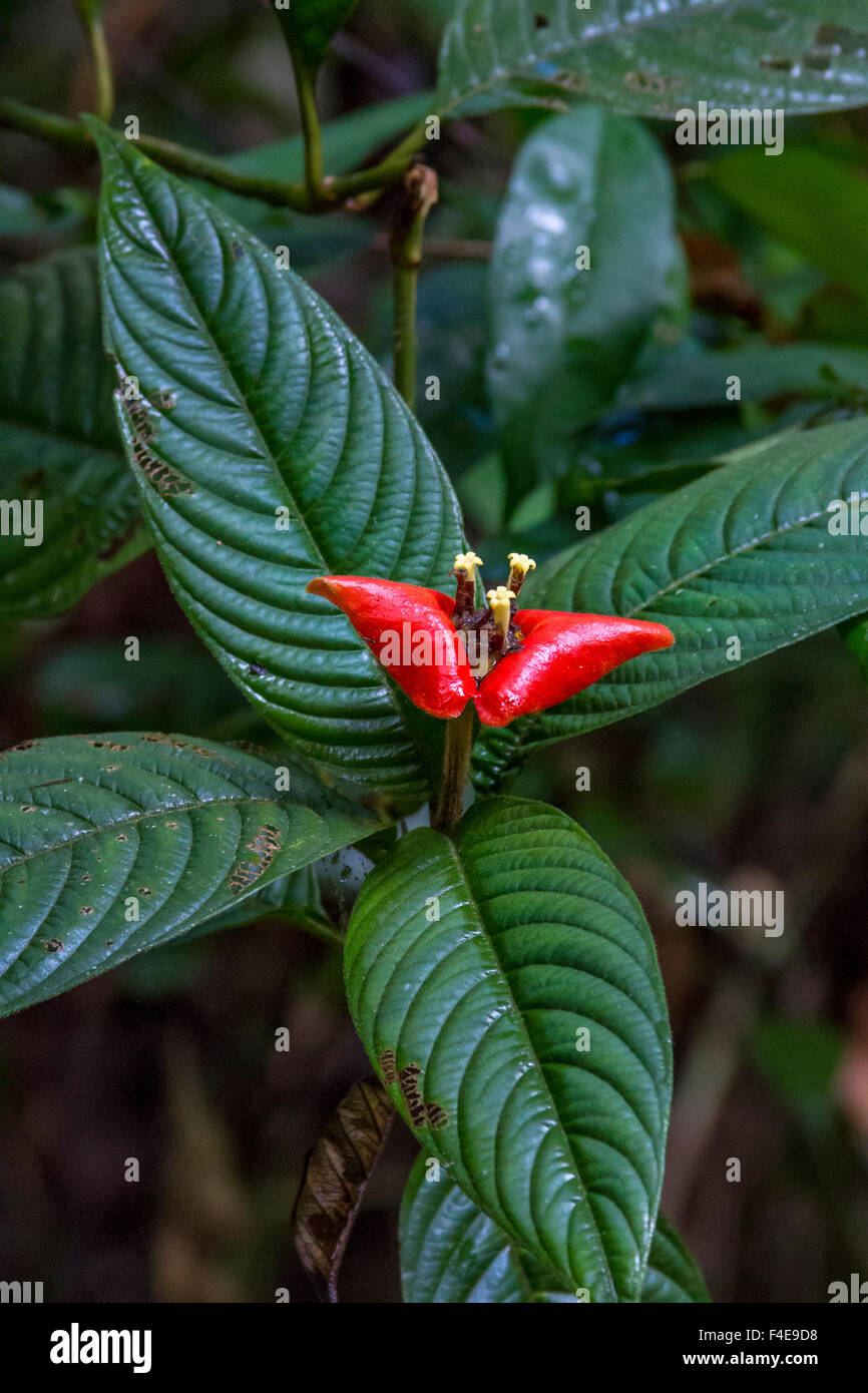 Red wildflower, Amazon basin, Peru Stock Photo - Alamy