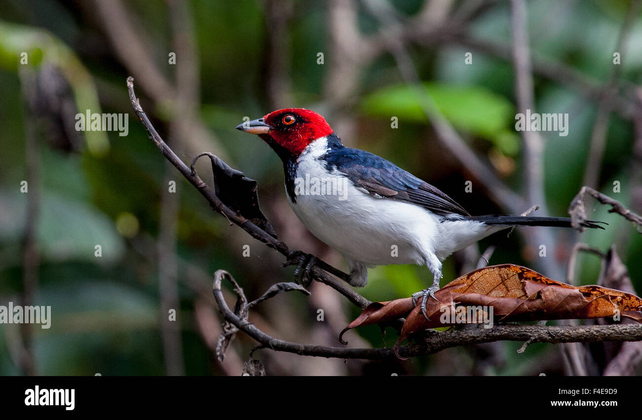 Red-Capped Cardinal in Amazon basin, Peru Stock Photo - Alamy