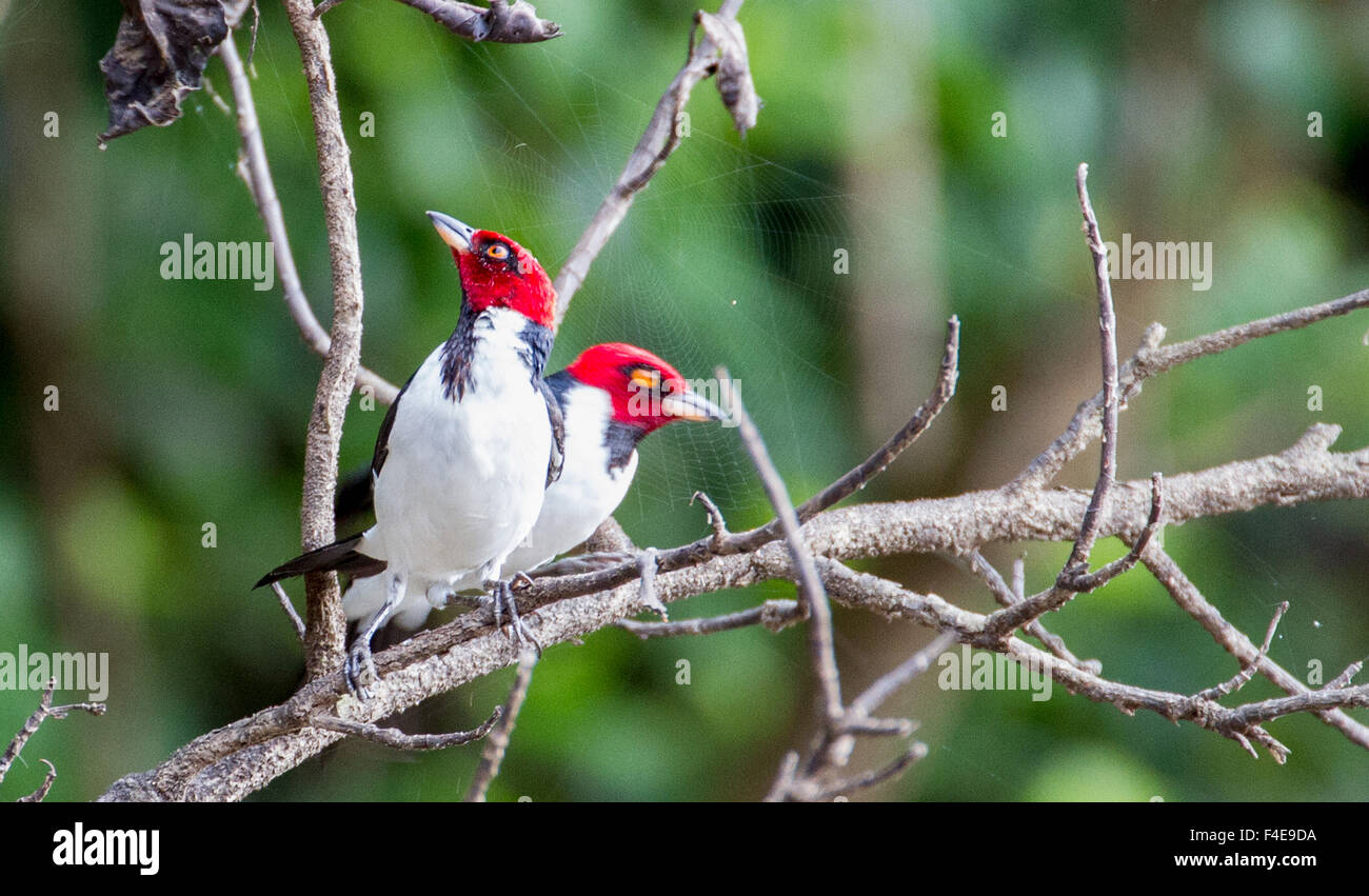 Red-Capped Cardinal in Amazon basin, Peru Stock Photo - Alamy